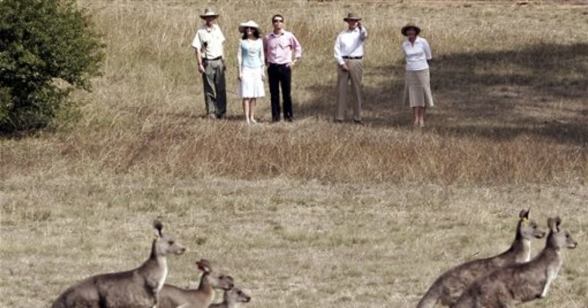 Australia's capital debates a kangaroo cull