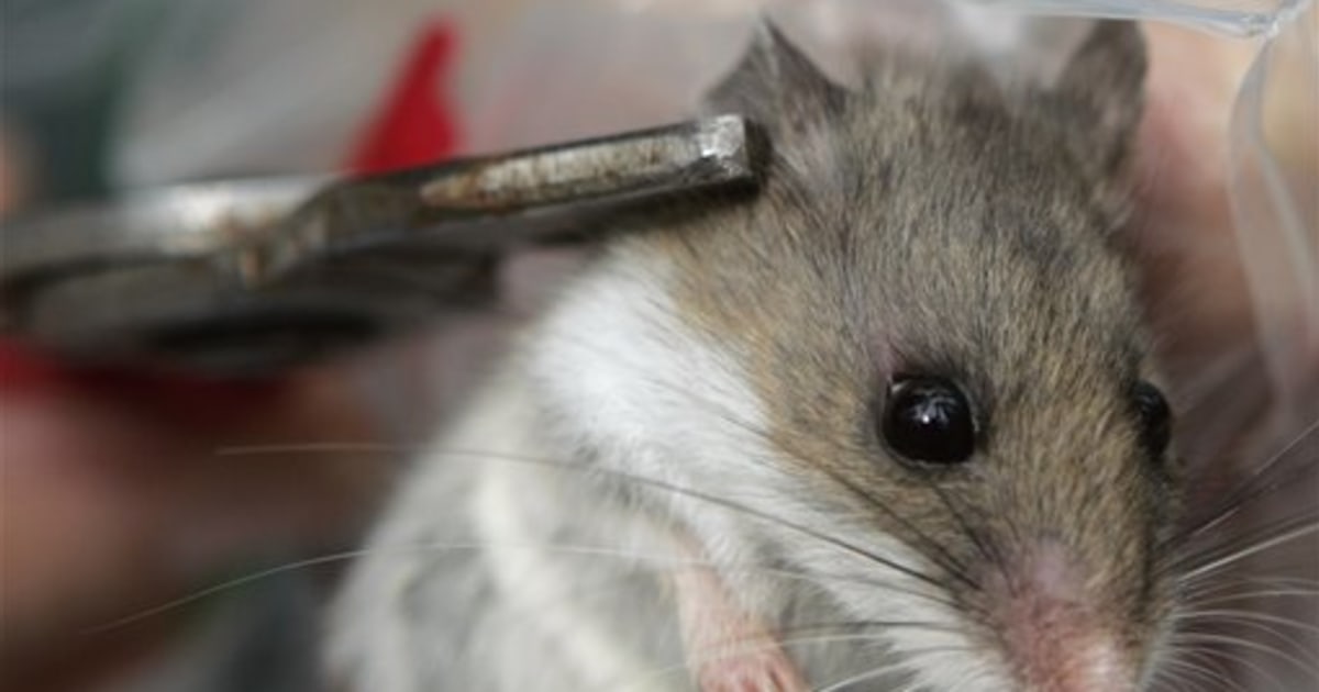 Easy winter, spring help these mice multiply