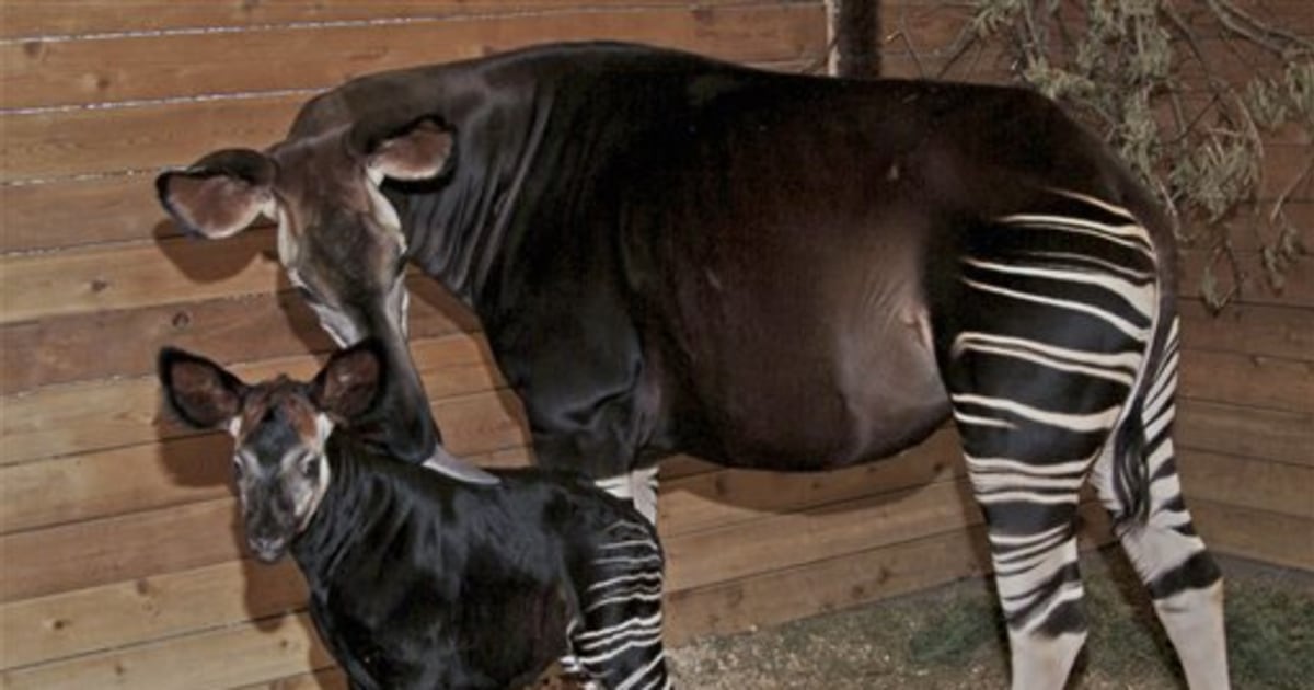Zoo announces birth of rare okapi