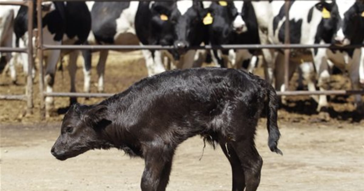 Fighting bull cloned for first time in Spain