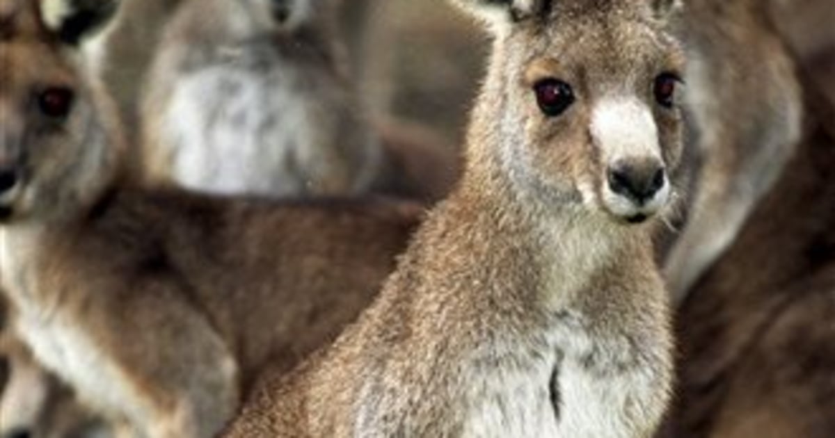 Scientists decipher kangaroo's DNA