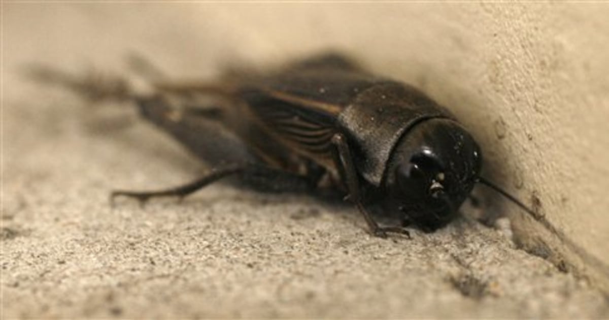 Texas areas battle invasion of crickets
