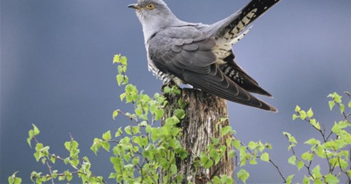 Society warns cuckoo in danger of extinction