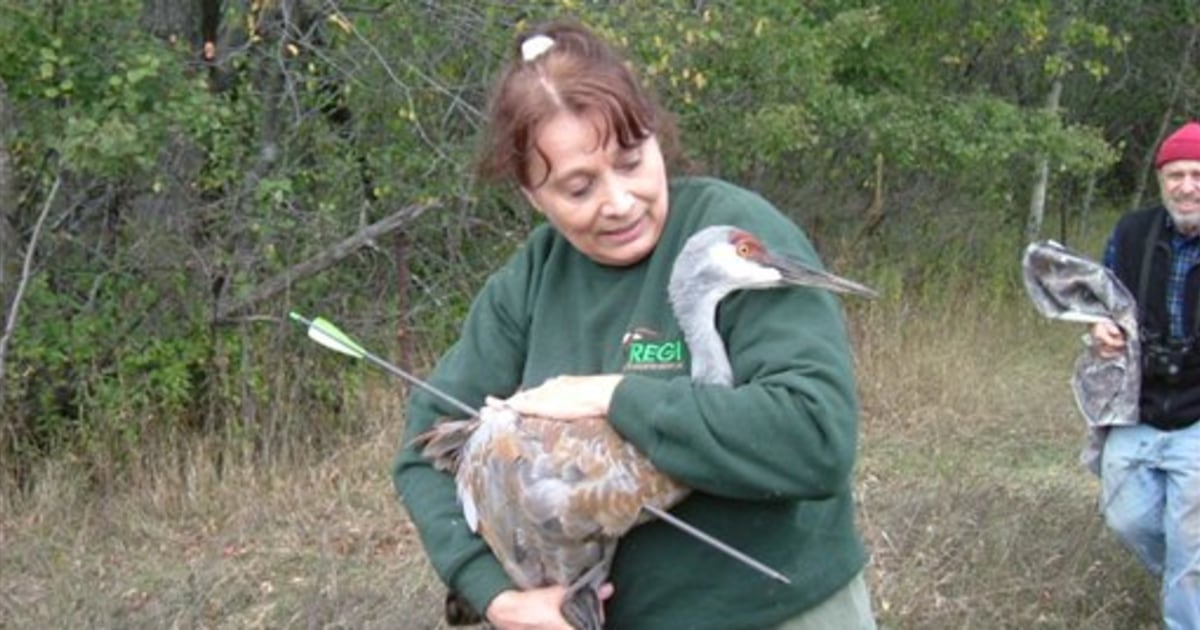 Bird found with arrow in it survives, thrives