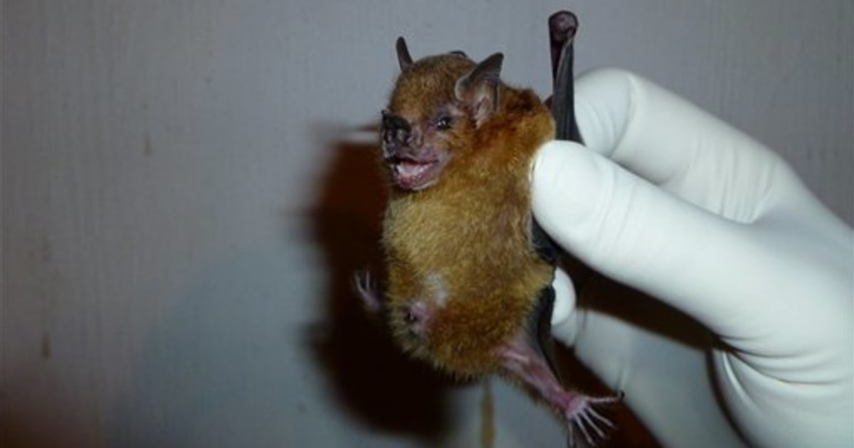 Bird flu, pig flu, now bat flu?