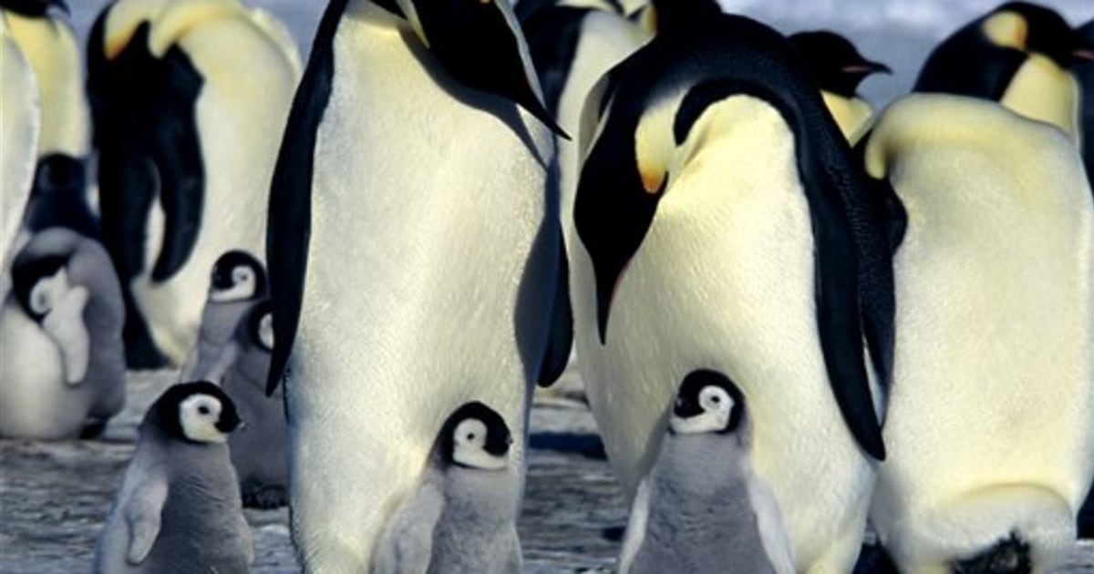 U.S. proposes protecting 7 penguin species