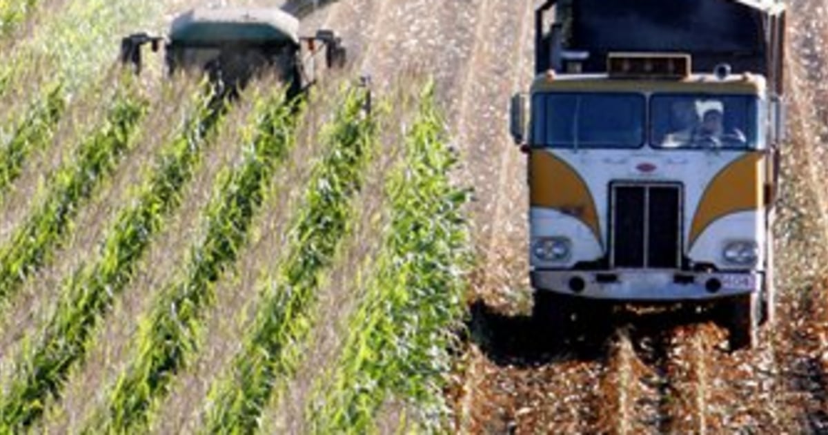 Bugs may be resistant to genetically modified corn