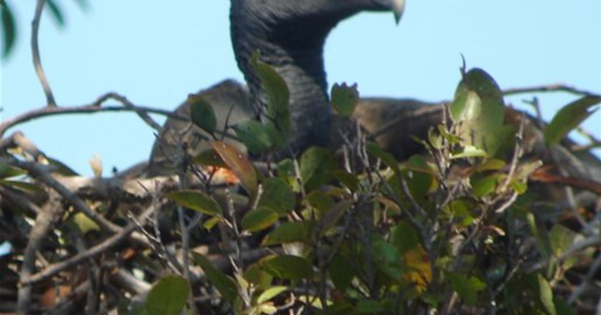 'Very special place' yields rare birds, primates