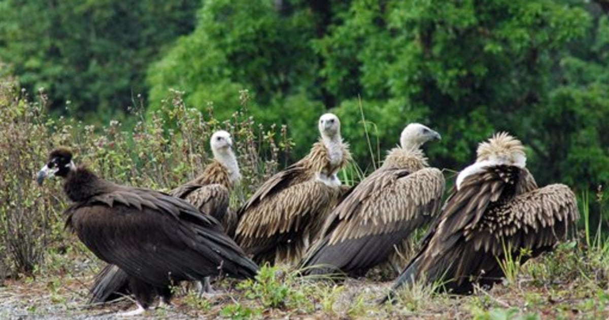 Threatened vulture gets its freedom