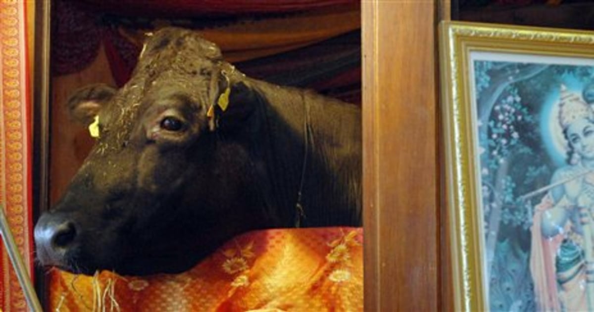 Court voids death sentence against sacred bull