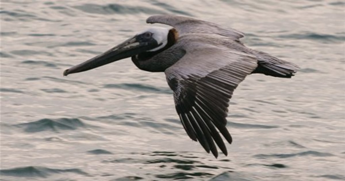 U.S. taking brown pelicans off endangered list