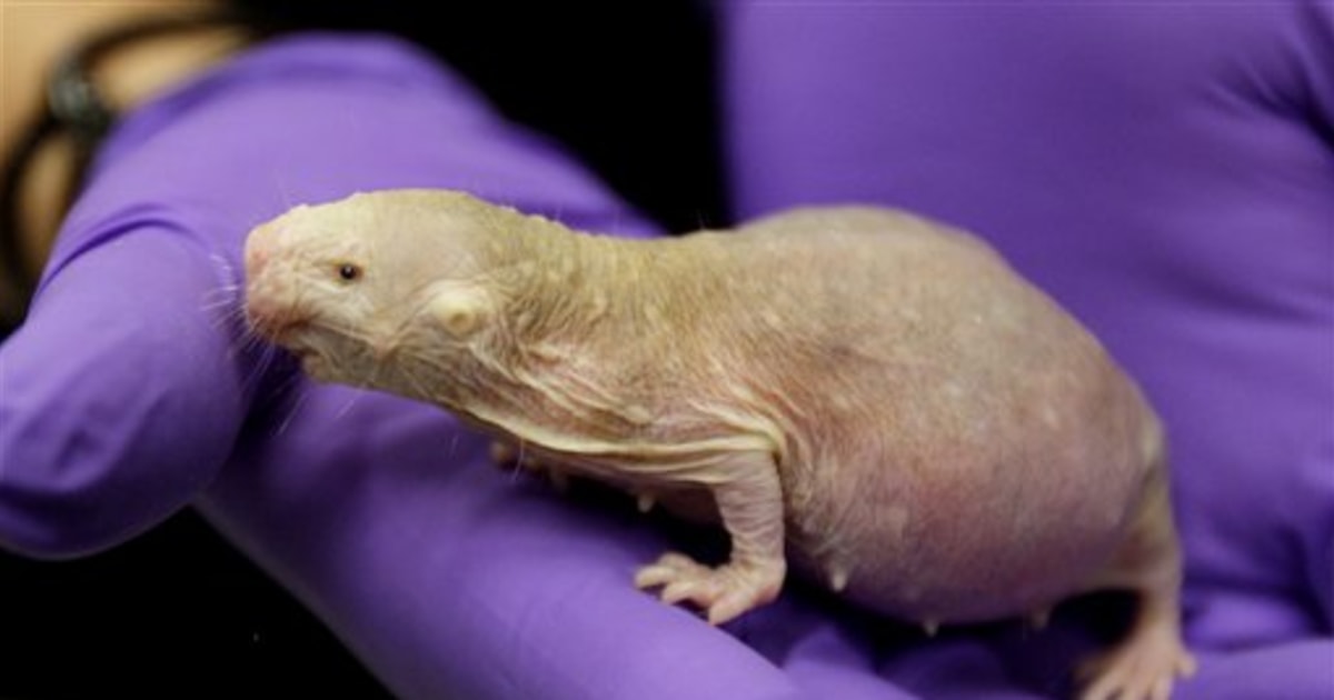 Rat pack: Scientists warm up to African rodent