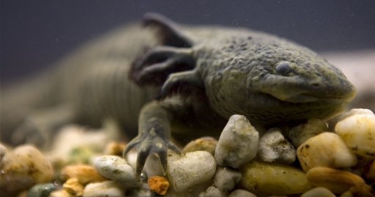 Mexico City's 'water monster' nears extinction