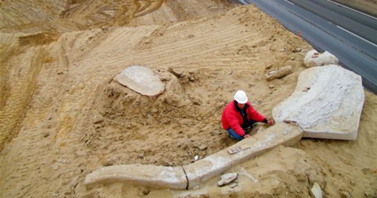 Whale fossil bonanza in desert poses mystery