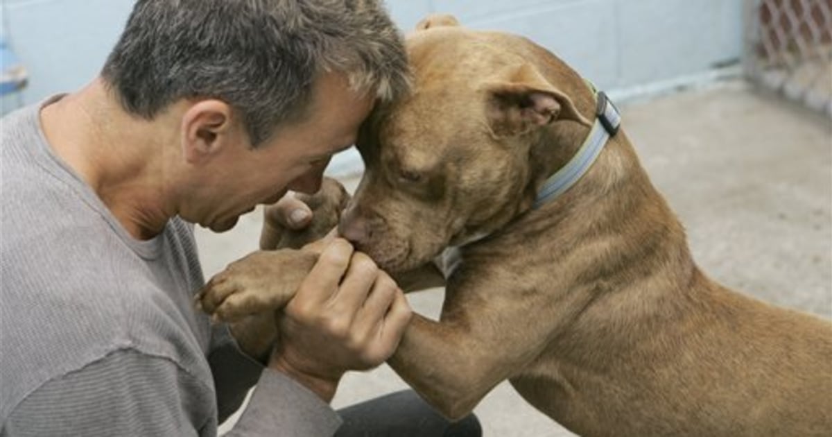 Homes tough to find for dogs seized in raids
