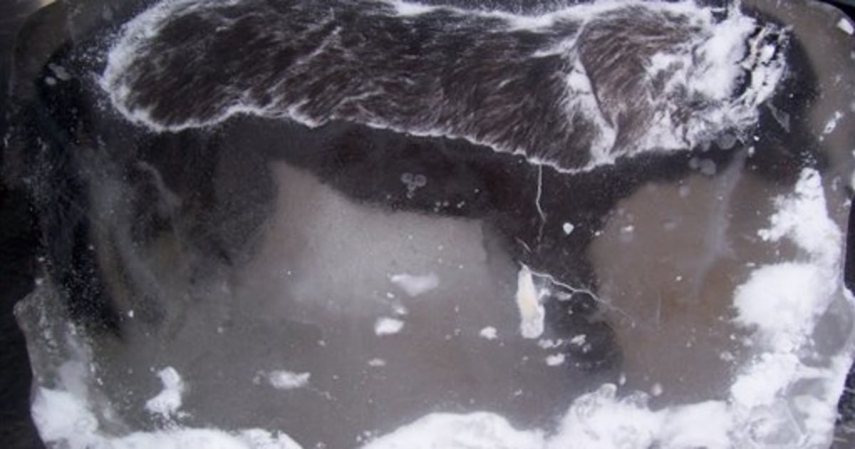 Canada authorities probe ice-encased dog