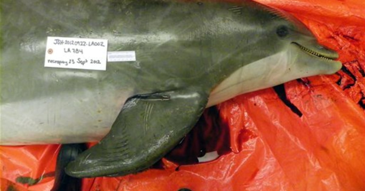 Violent dolphin deaths a mystery for scientists