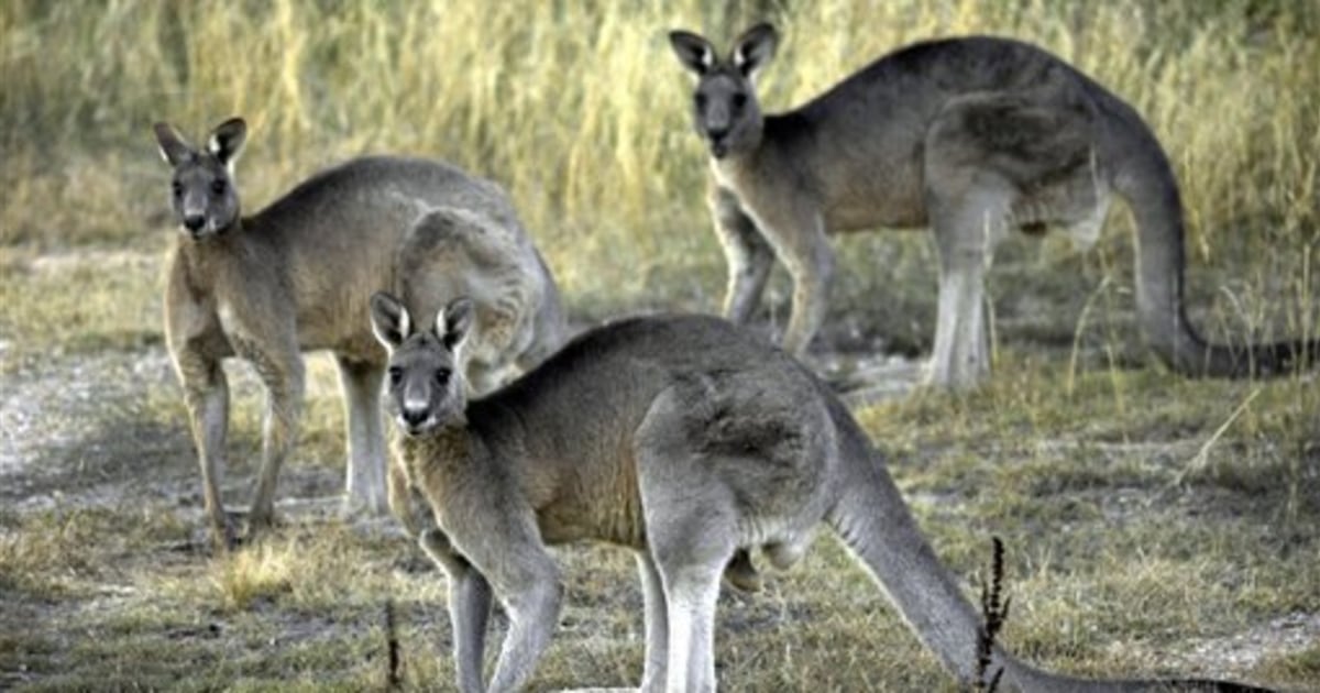 Kangaroo culling begins at Australian site