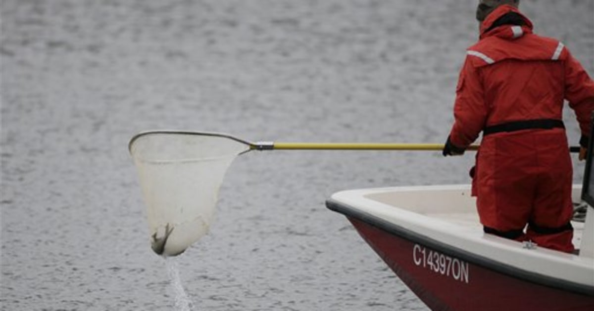 Single Asian carp found in Chicago-area fish kill