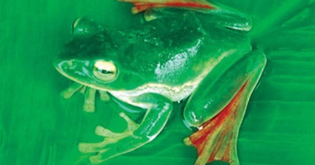 Flying frog among 350 new Himalayan species