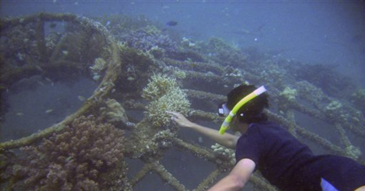 Coral reefs rebuilt with current, the electric kind