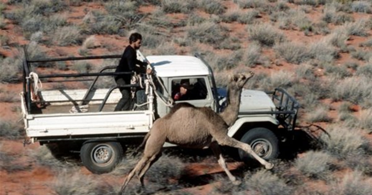 Australia considers mass killings of camels