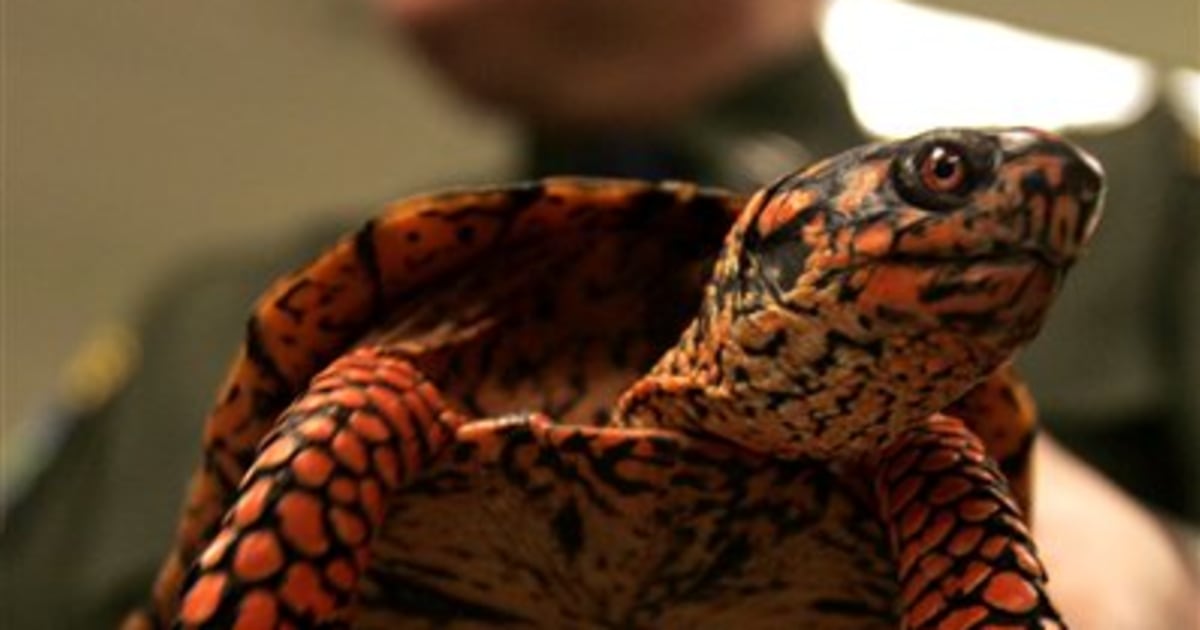 25 charged in poaching of N.Y. turtles, snakes