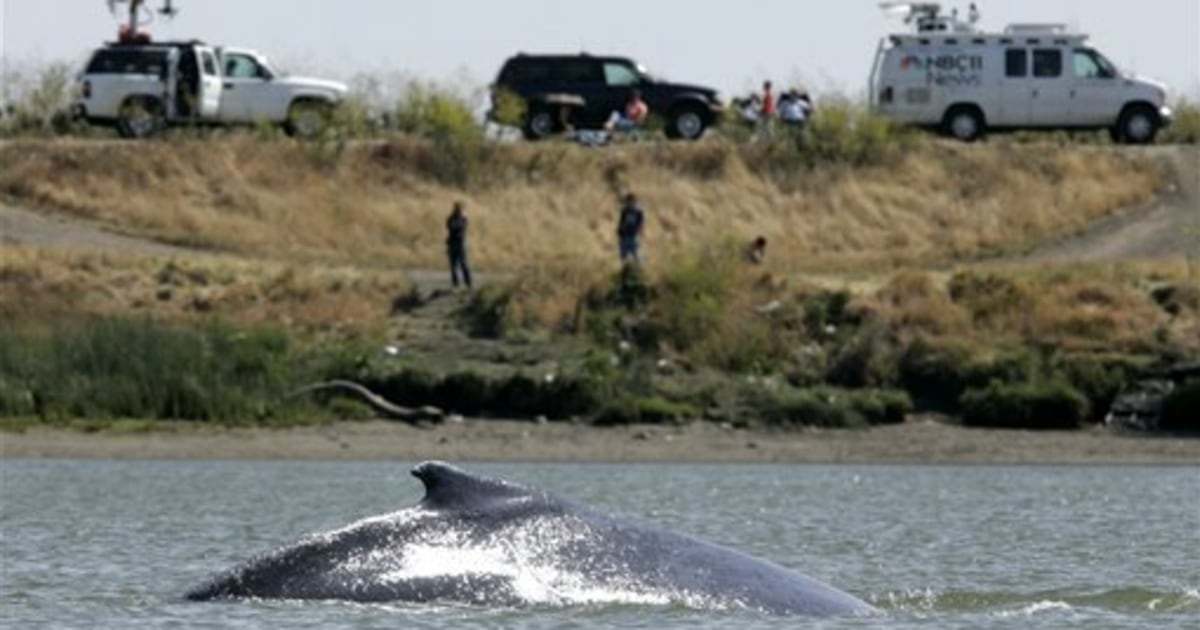 Songs fail to lure whales toward ocean