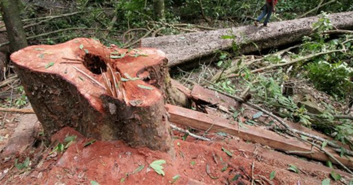 Indonesia's recovery takes toll on forests