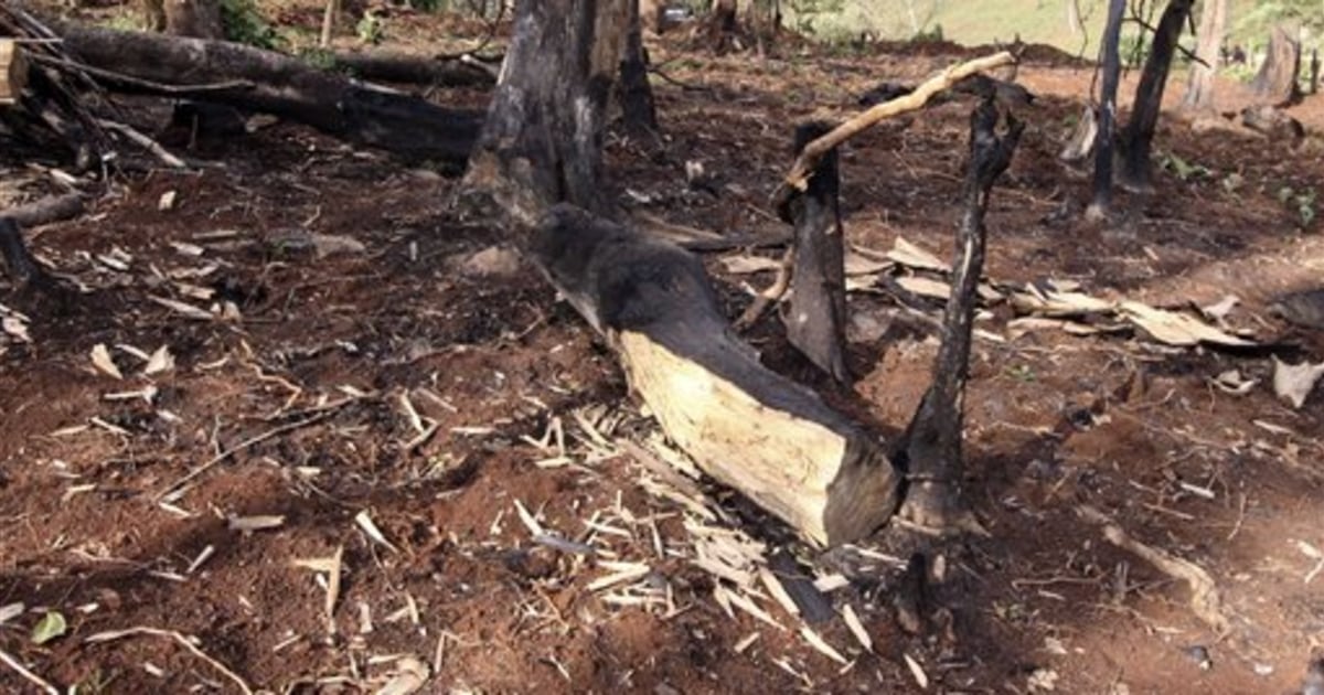 Logging in Kenya forest feeds deadly drought