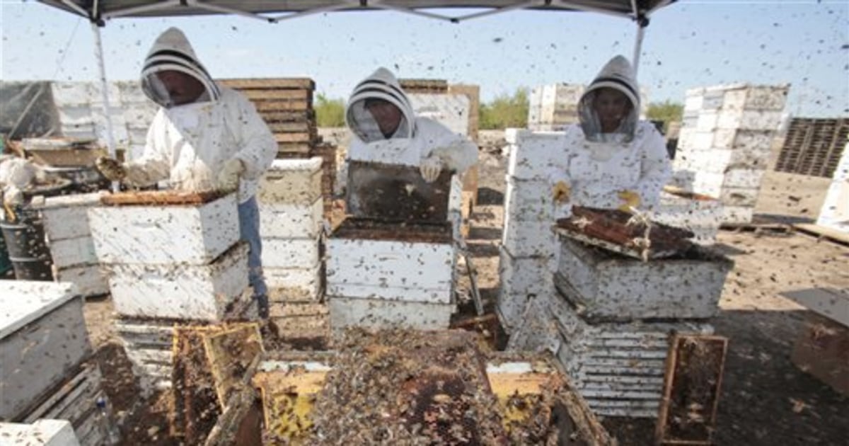Bees in trouble after bad winter