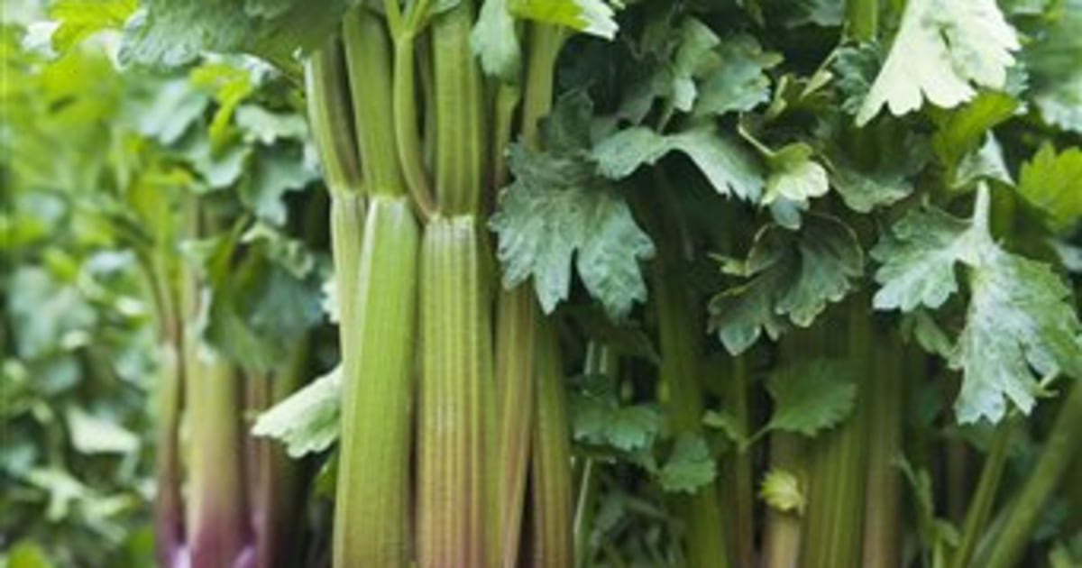 Grower solves America's lack of red celery