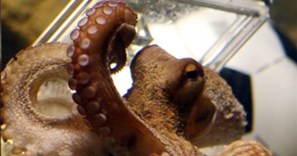 Soccer oracle Octopus Paul honored by Spanish town