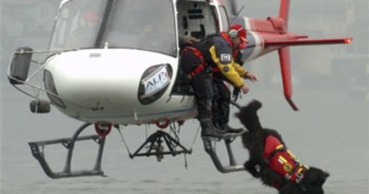Canine lifeguards doggie paddle to the rescue