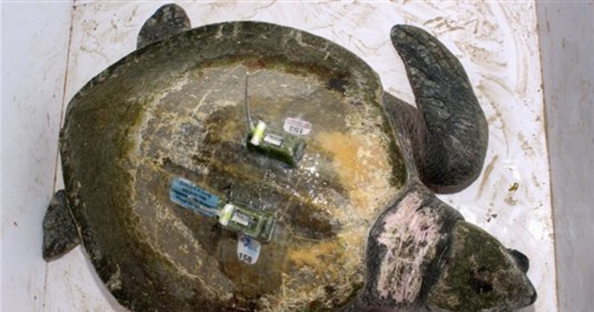 Transmitters from missing turtle sought