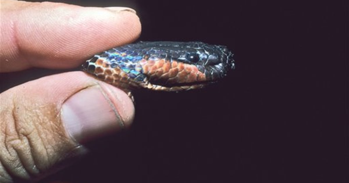 Researchers discover snake that changes color
