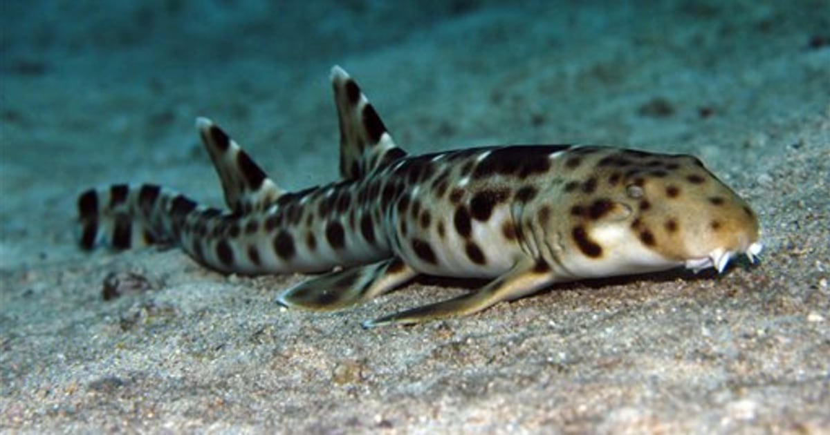 Shark that walks on fins discovered