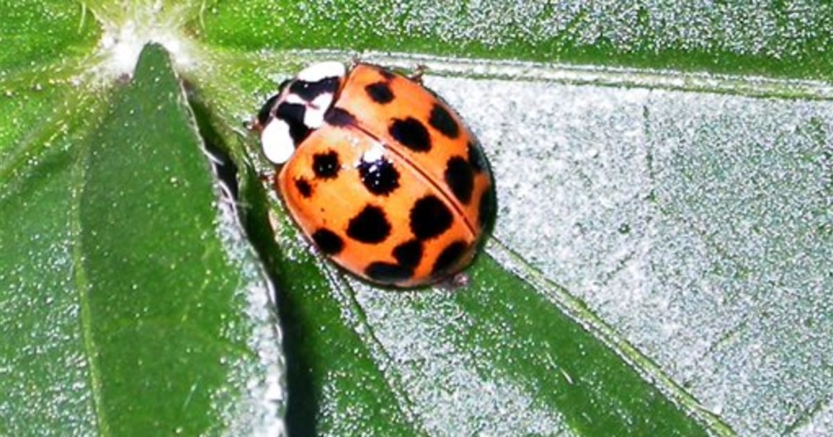 British ladybugs said in danger from aliens