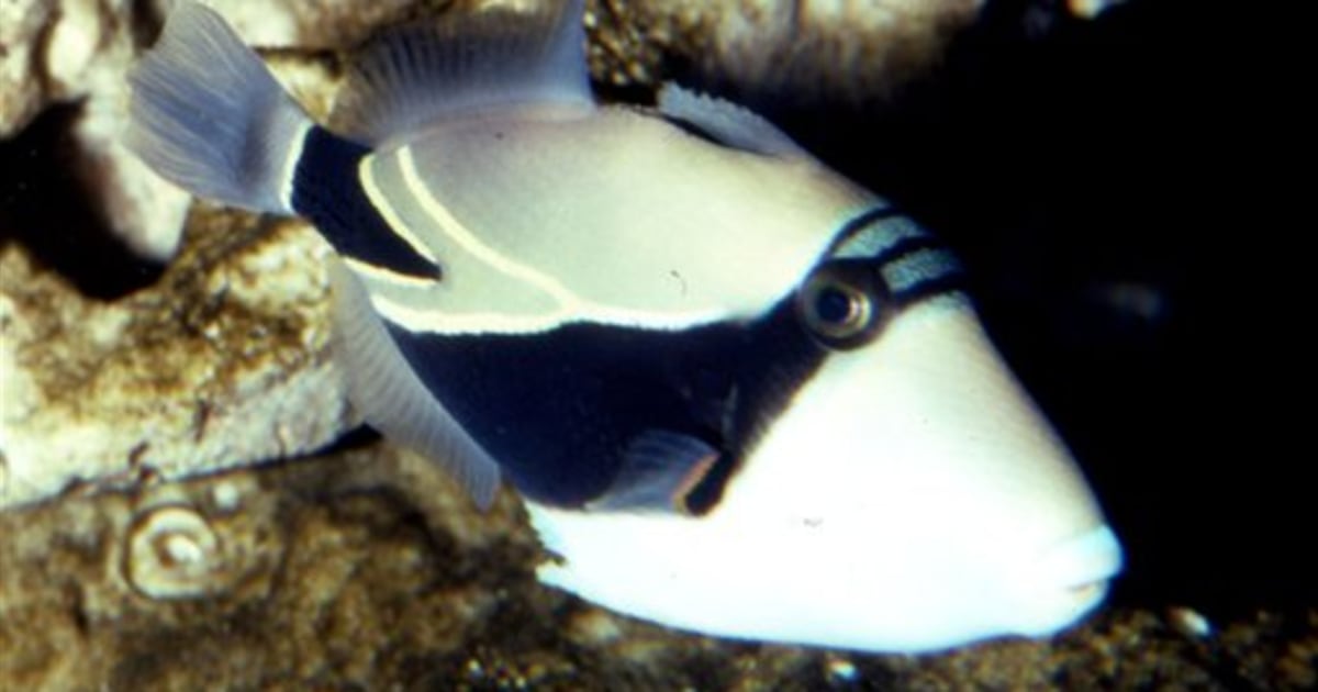 Hawaii may honor fish with long name