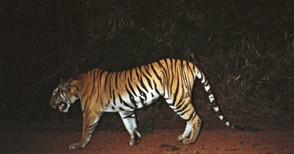 Cameras key to tracking endangered tigers