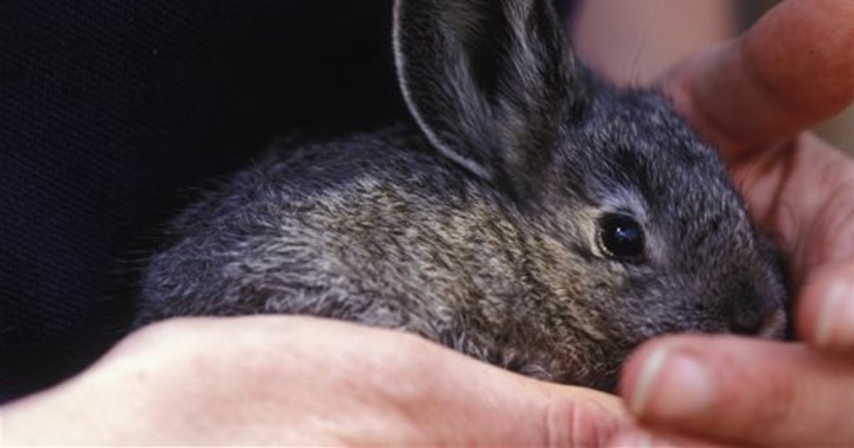 Last male of purebred rabbit species dies