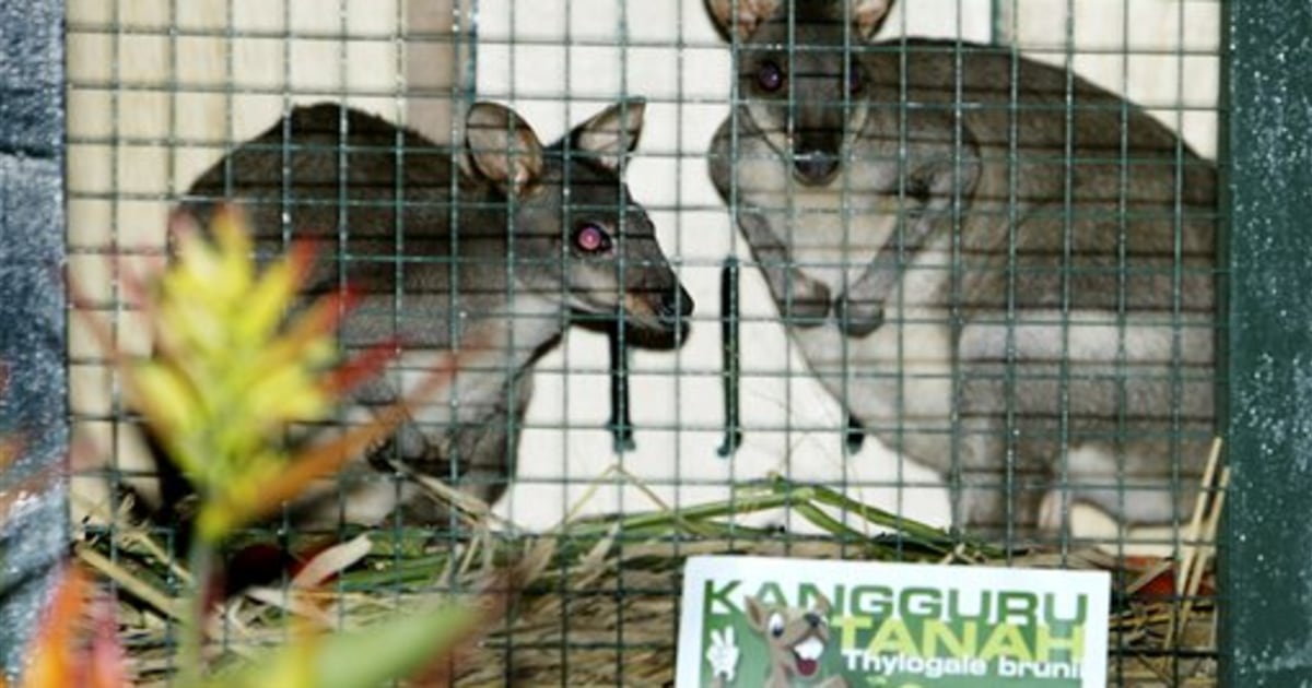 Indonesian pygmy kangaroos to gain freedom