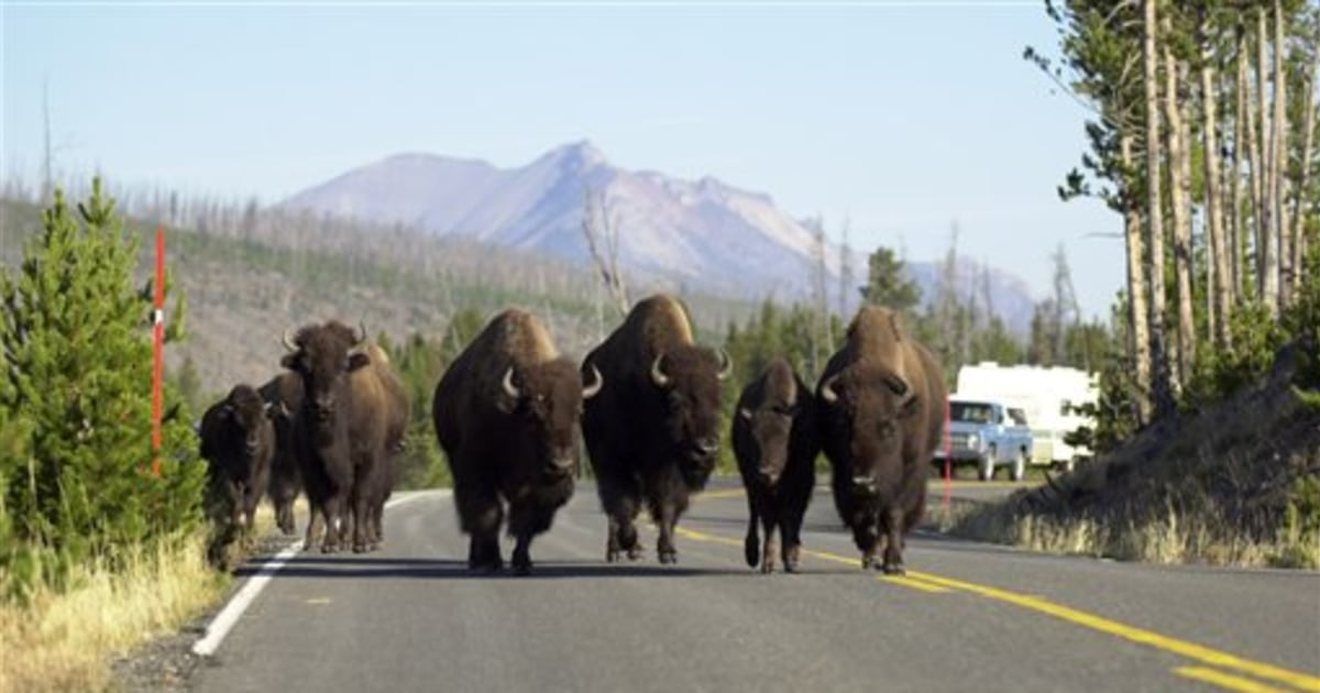 Report critical of Yellowstone bison cull
