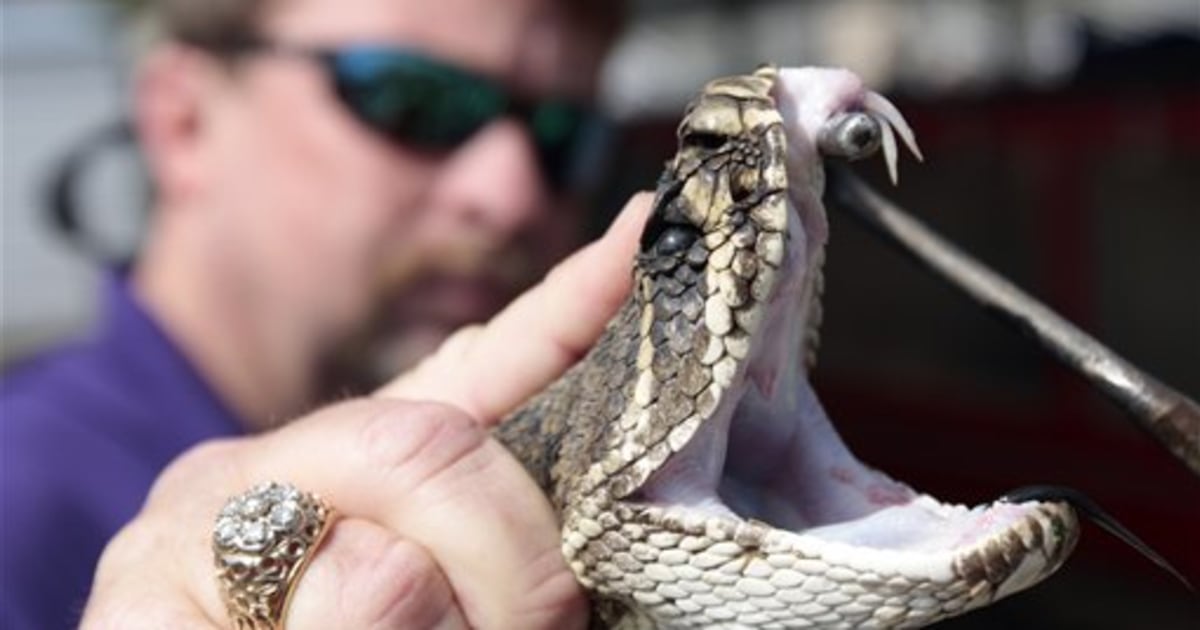 Time to curb rattlesnake rodeos?