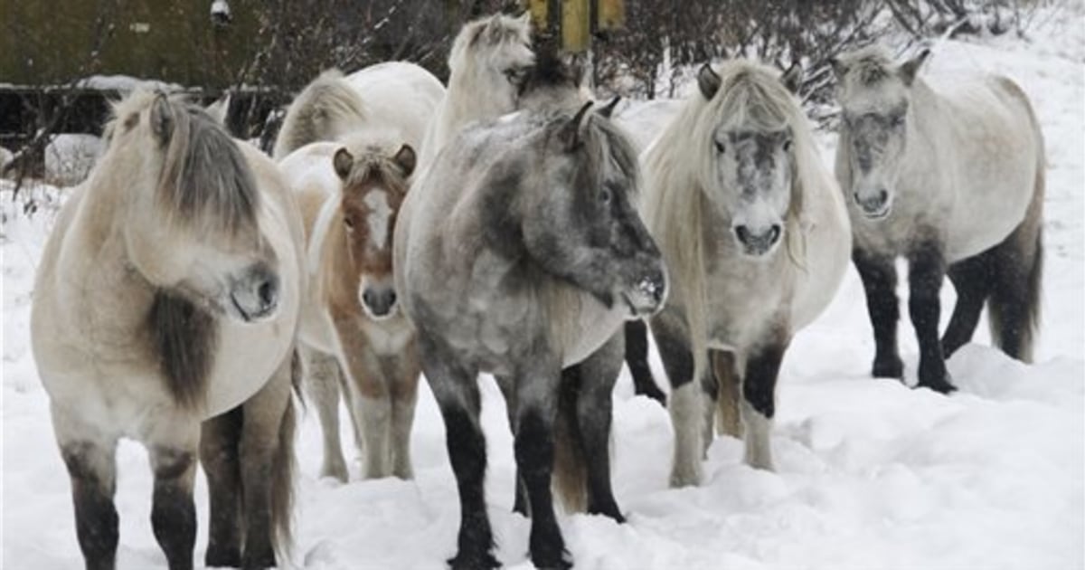 One scientist's hobby: recreating the Ice Age