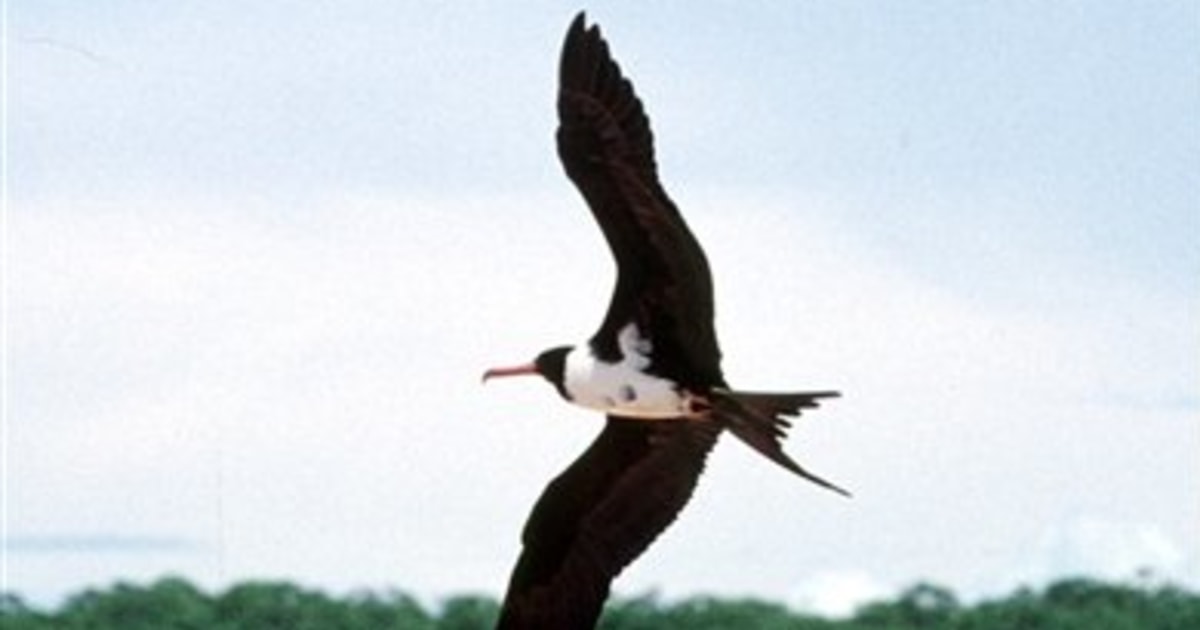Mama bird flies 2,500 miles to feed chick