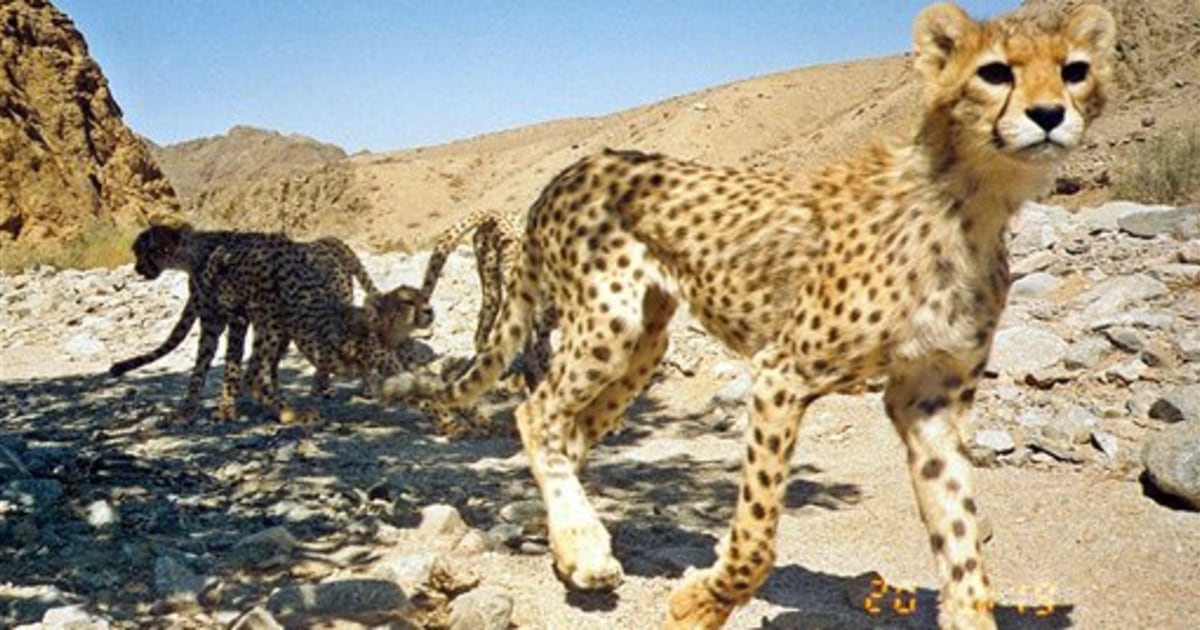 Iran seeks to save rare cheetahs