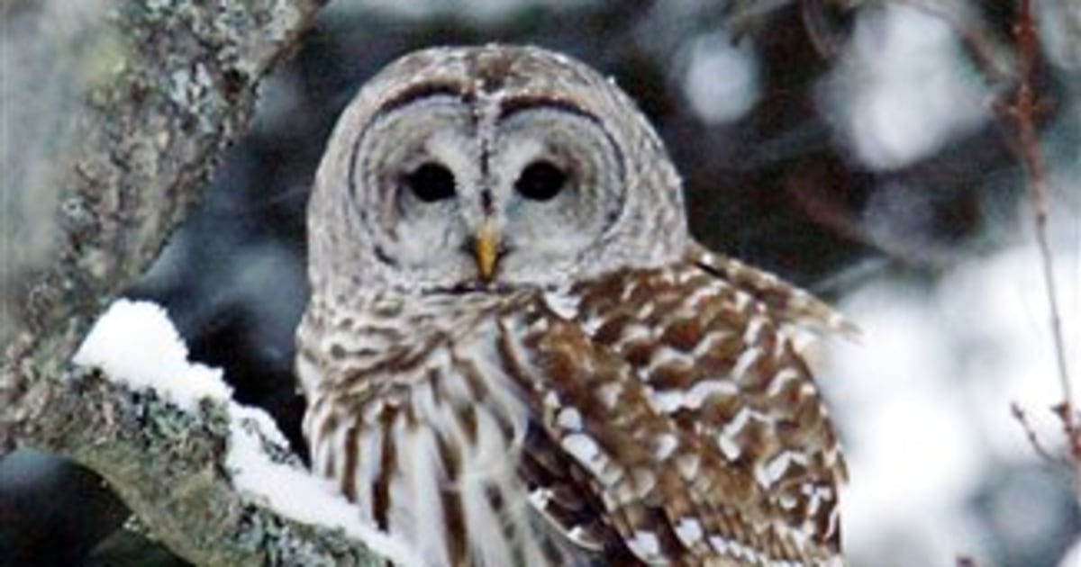 Kill some owls to save others?