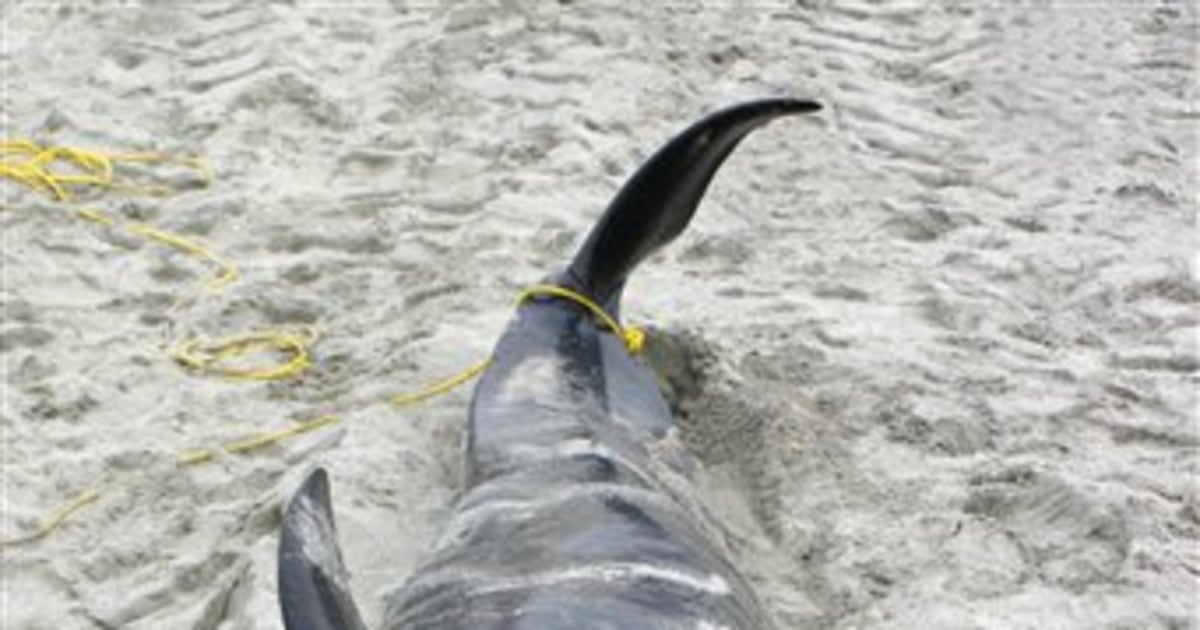 Whale shot, later dies on NJ beach; gunman sought
