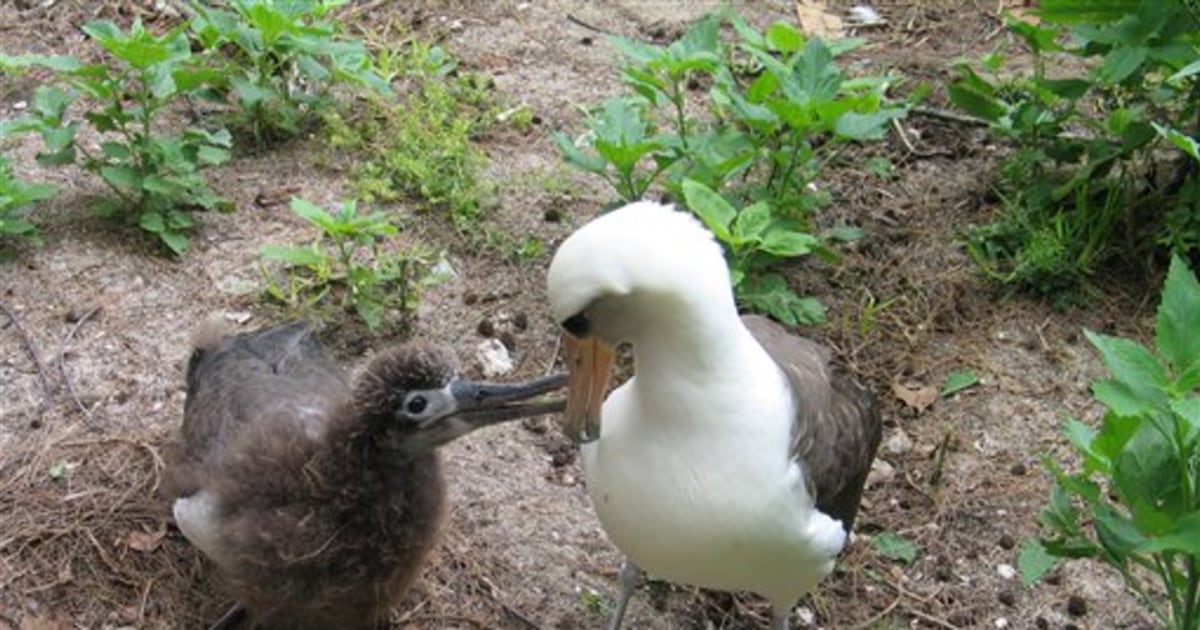 Researchers go gaga for gooney birds